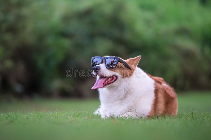 Corgi Dogs Playing in the Park Stock Image - Image of dogs, lovely ...