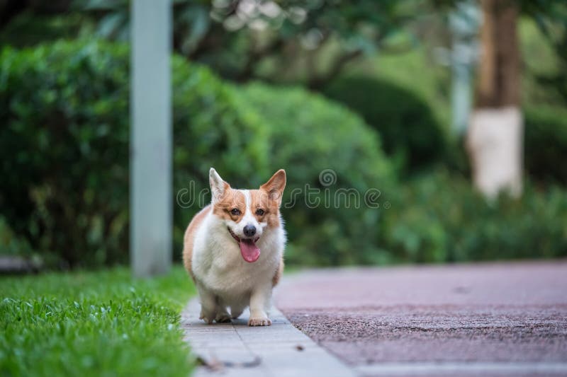 Corgi Dogs Playing in the Park Stock Photo - Image of corgi, outdoor ...