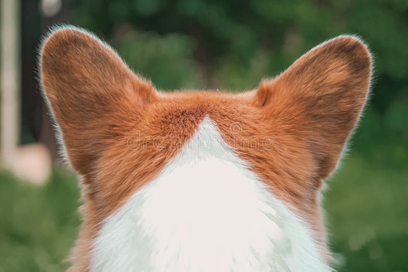 Corgi ears from behind stock photo. Image of whiskers - 271199058