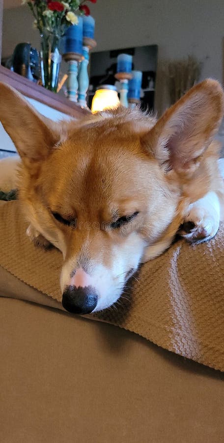 Corgi dog face stock image. Image of collar, teeth, white - 6581987