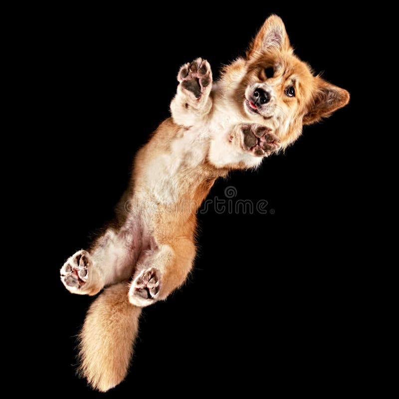 Corgi Waving Stock Photos - Free & Royalty-Free Stock Photos from ...