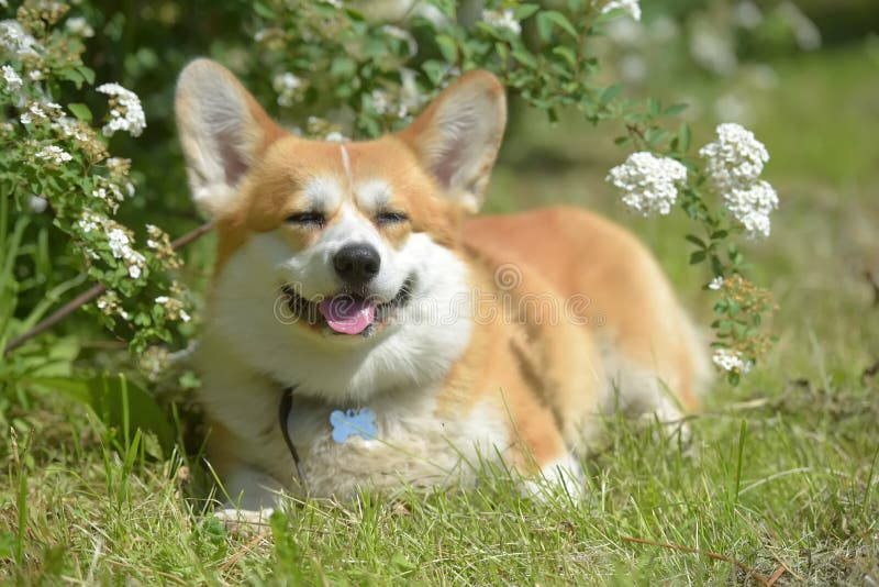 Corgi among Flowering Spring Bushes Stock Photo - Image of flowering ...