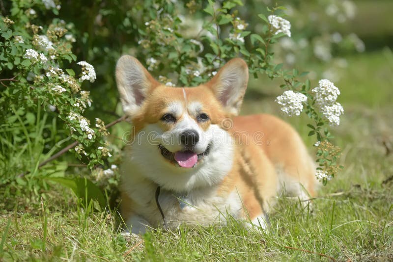 Corgi among Flowering Spring Bushes Stock Image - Image of outdoor ...