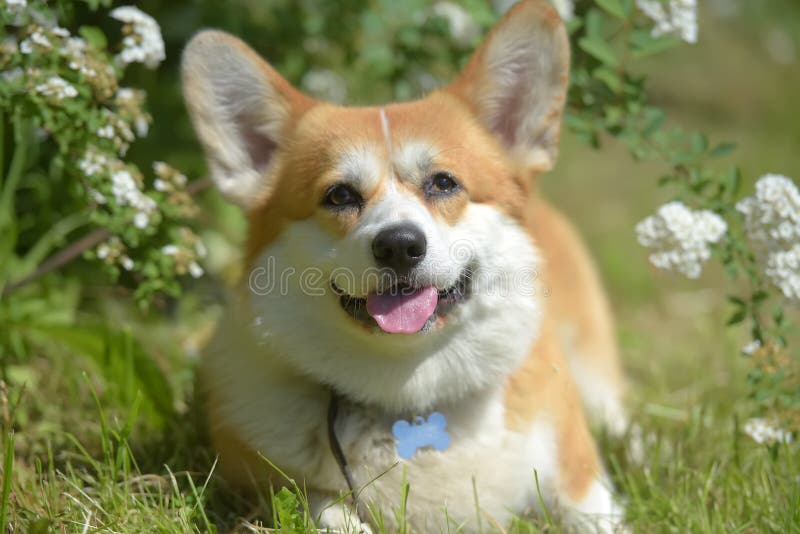 Corgi among Flowering Spring Bushes Stock Photo - Image of friend ...