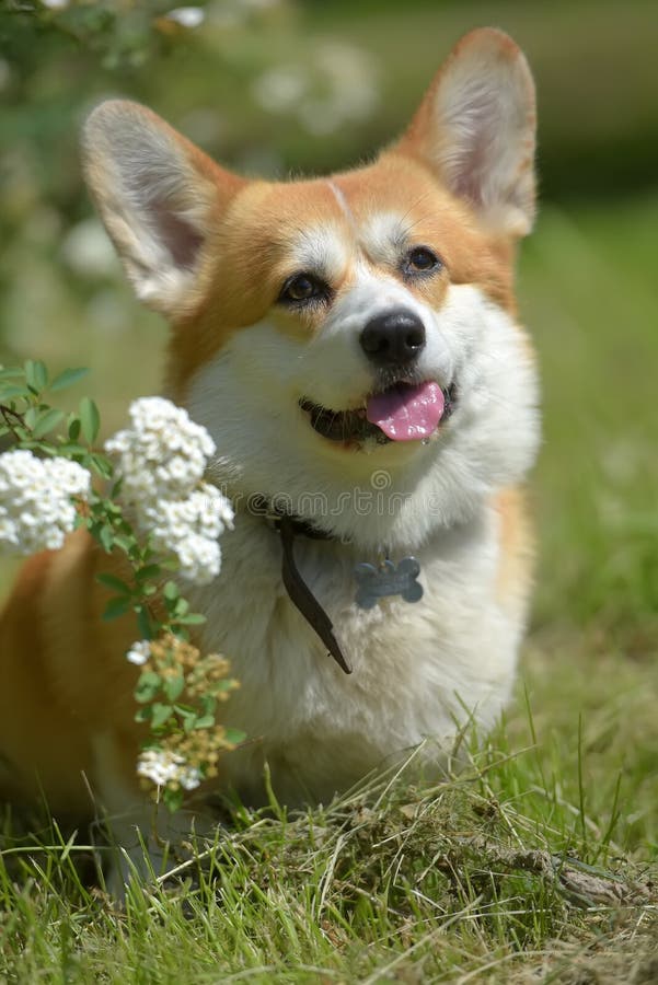 Corgi among Flowering Spring Bushes Stock Image - Image of flower ...