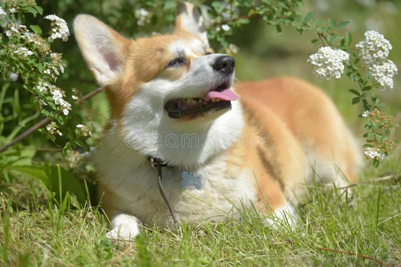 Corgi among Flowering Spring Bushes Stock Image - Image of nature ...
