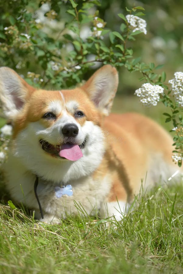 Corgi among Flowering Spring Bushes Stock Photo - Image of morning ...