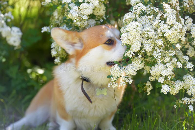 Corgi among Flowering Spring Bushes Stock Photo - Image of cute, animal ...