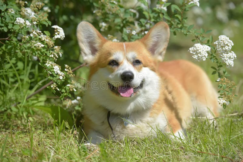 Corgi among Flowering Spring Bushes Stock Photo - Image of flower ...
