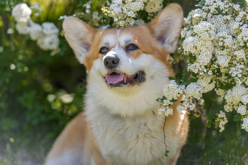 Corgi among Flowering Spring Bushes Stock Photo - Image of flowers ...