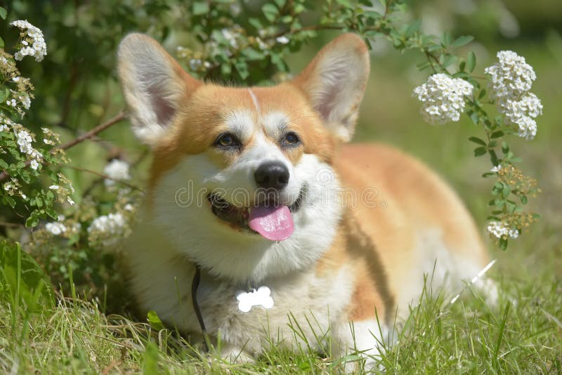 Corgi among Flowering Spring Bushes Stock Photo - Image of animal ...
