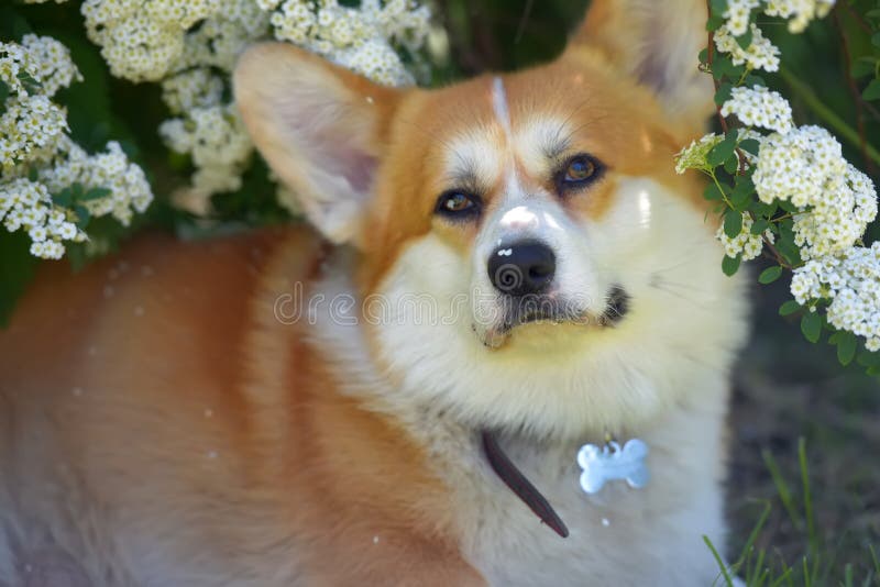 Corgi among Flowering Spring Bushes Stock Image - Image of open ...