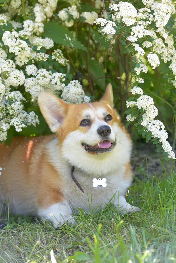 Corgi among Flowering Spring Bushes Stock Photo - Image of landscape ...