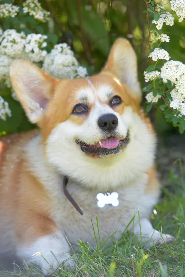 Corgi among Flowering Spring Bushes Stock Photo - Image of corgi ...