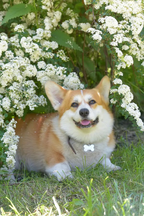 Corgi among Flowering Spring Bushes Stock Photo - Image of black, mouth ...