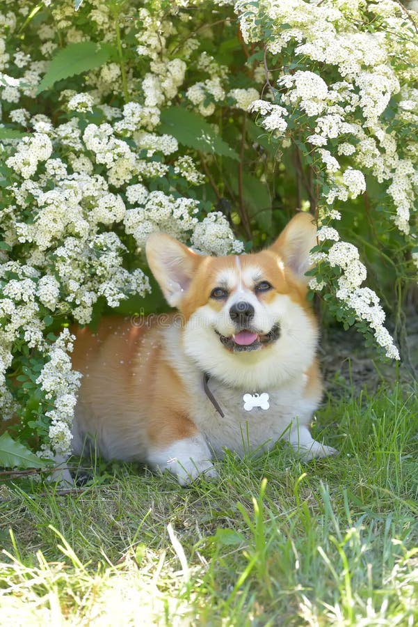 Corgi among Flowering Spring Bushes Stock Photo - Image of corgi ...