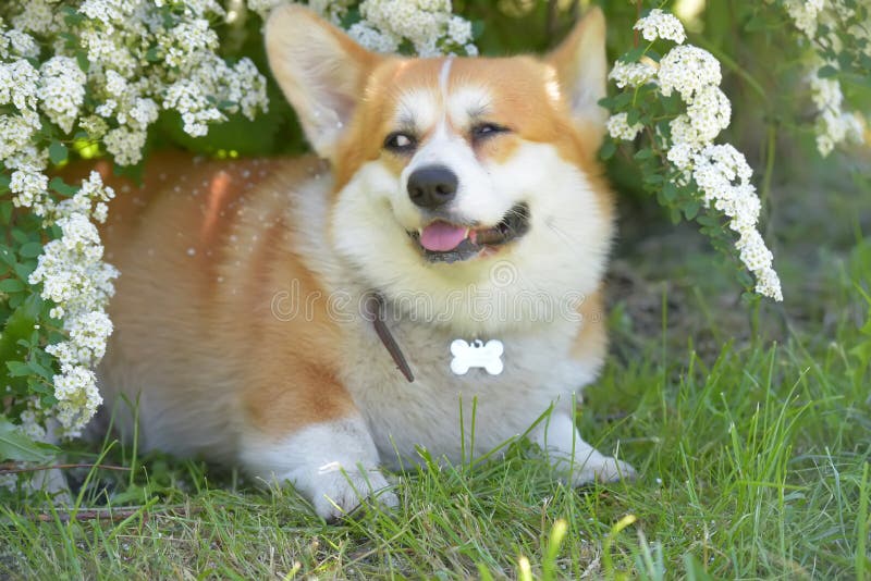 Corgi among Flowering Spring Bushes Stock Image - Image of open, black ...