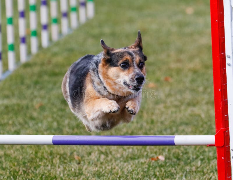 Jump agility stock photo. Image of animal, canine, friends - 32637224