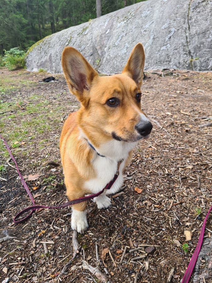 Corgi life outside stock photo. Image of snout, animal - 196536346