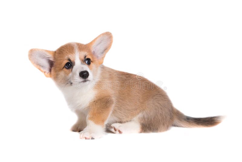 Corgi Lindo Del Perrito Aislado Foto de archivo - Imagen de primer ...