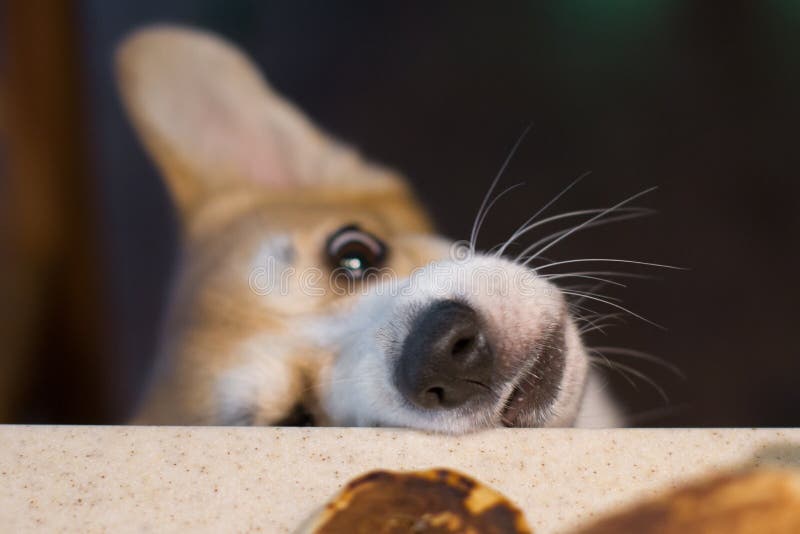 Corgi Looking at Pancake and Desire To Eat it Stock Image - Image of ...