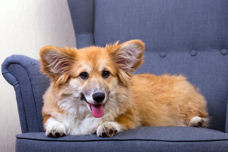 Corgi lying on a chair stock image. Image of sofa, cute - 92165559