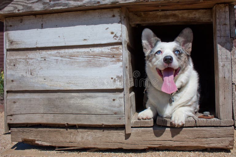 110,812 Dog House Wikipedia Stock Photos - Free & Royalty-Free Stock ...