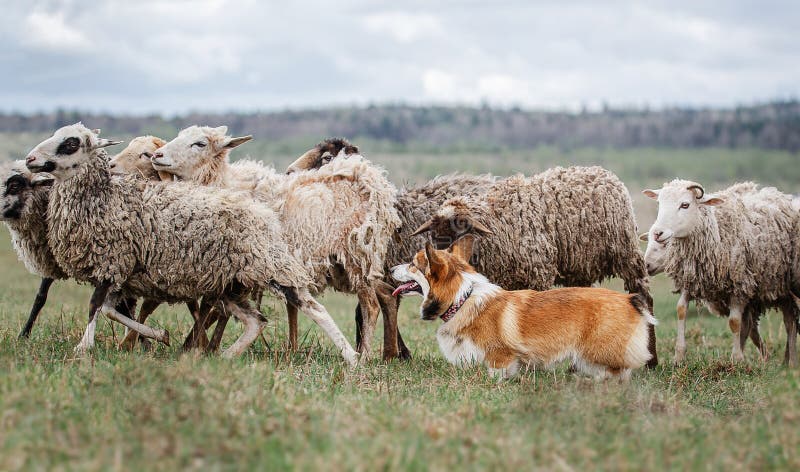 Corgi stock photo. Image of mammal, goats, sheep, animal - 248946110