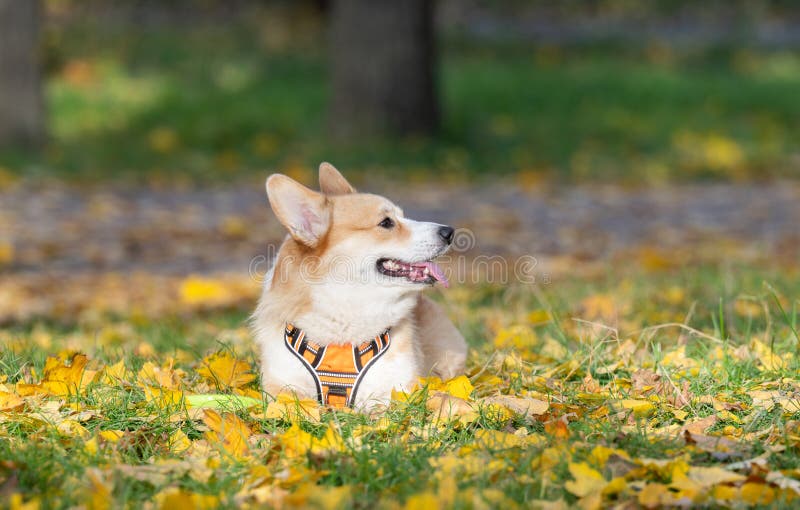 Corgi Pembroke in Autumn Park Stock Photo - Image of autumn, pumpkin ...