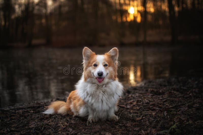 Corgi Pembroke Dog Posing for a Photo in the Spring Forest Stock Image ...