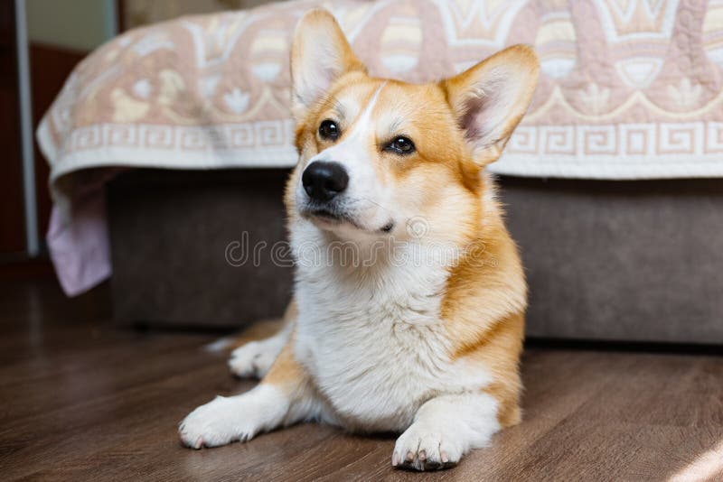 Corgi Portrait in the Room on the Floor Stock Image - Image of small ...