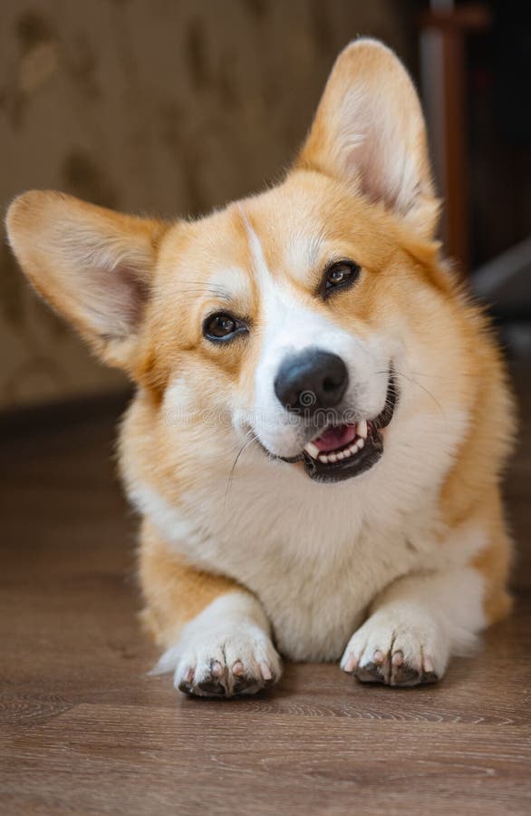 Corgi Portrait in the Room on the Floor Stock Image - Image of redhead ...