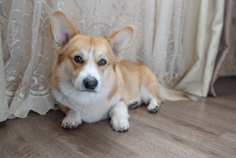 Corgi Portrait in the Room on the Floor Stock Image - Image of room ...