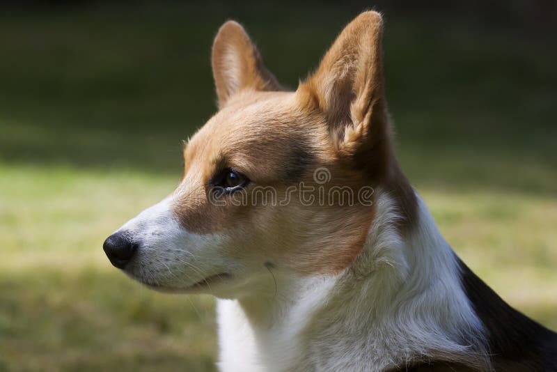 Corgi profile stock image. Image of head, animal, nose - 75188077
