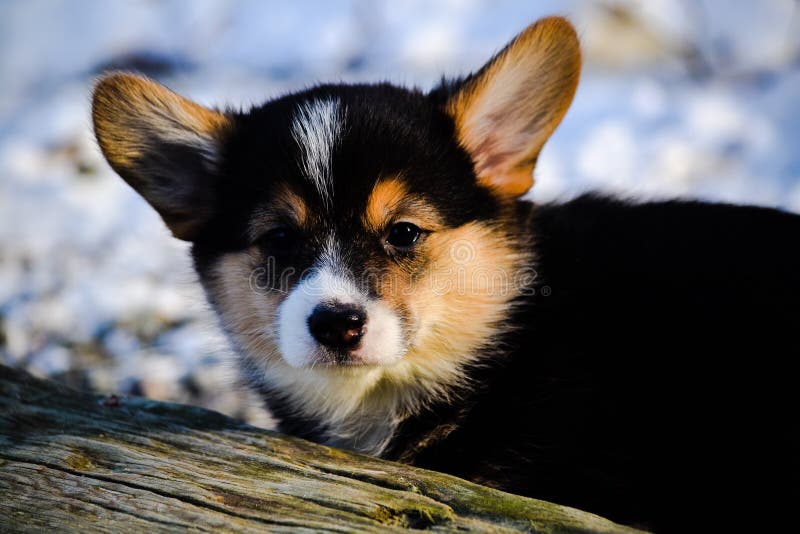 Corgi pup stock photo. Image of cute, welsh, pembroke - 52022574