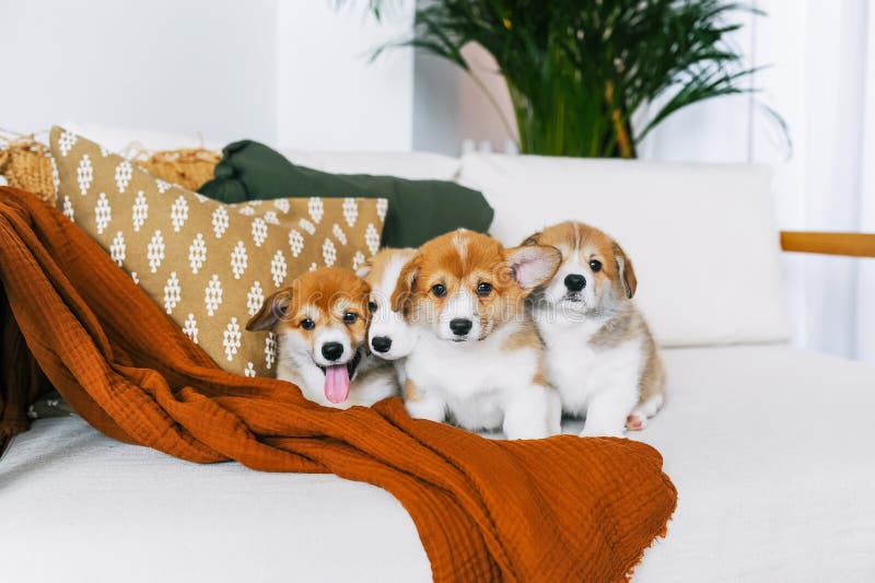Corgi Puppies on Home Couch Stock Photo - Image of shot, portrait ...