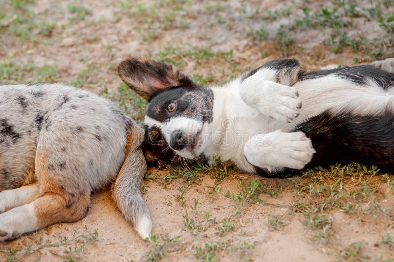 Corgi Puppies Napping Together on Grass Stock Image - Image of pets ...