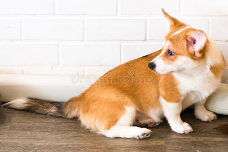Corgi in Puppy Day Isolate on Background,front View from the Top Stock ...