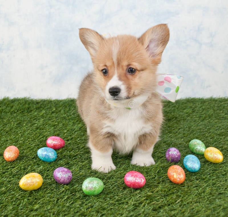 Easter Corgi Puppy stock image. Image of furry, green - 29776949