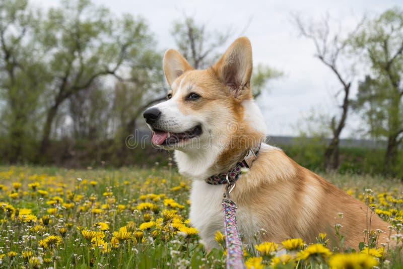 Corgi Puppy on a Meadow in Spring Stock Image - Image of happy, puppy ...