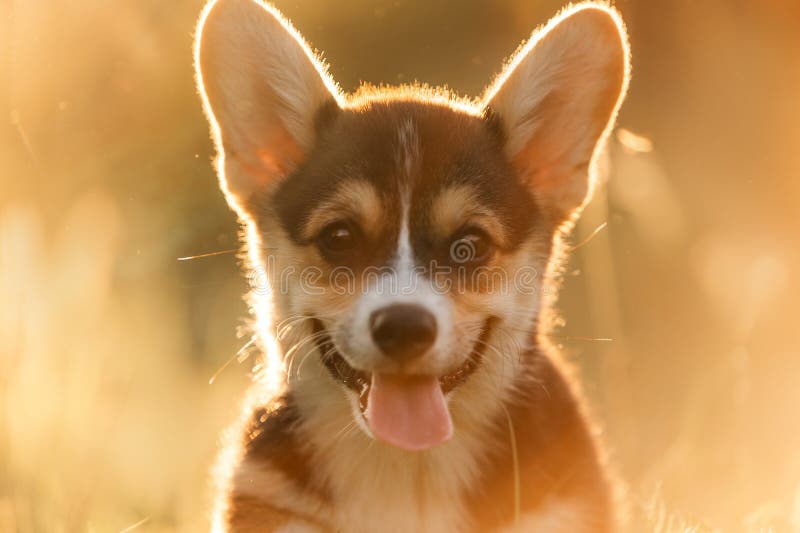 Corgi puppy stock image. Image of snout, carnivore, whiskers - 273071481