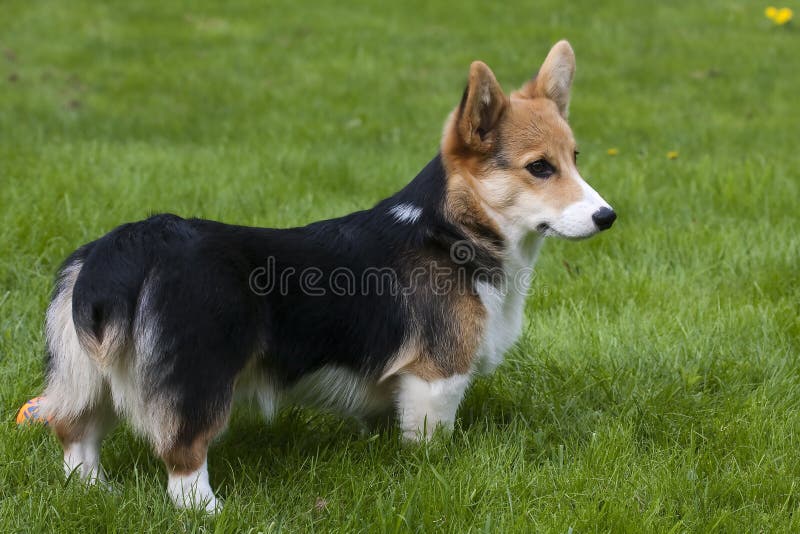 Corgi puppy stock photo. Image of animals, balls, ball - 31184854