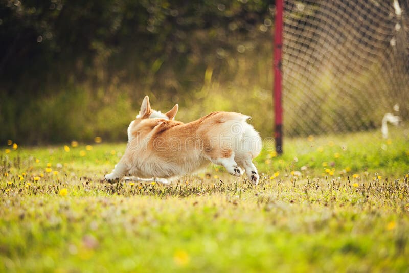 Corgi Running in the Parc, Back View Stock Image - Image of posing ...