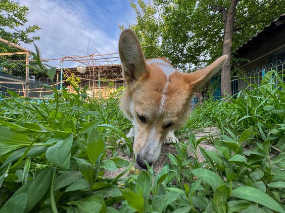 Corgi Sniffing Green Grass Outdoors Stock Photo - Image of summer ...