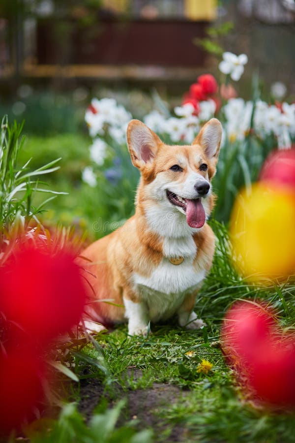 Welsh Corgi Pembroke in Spring Flowers Stock Image - Image of pink ...