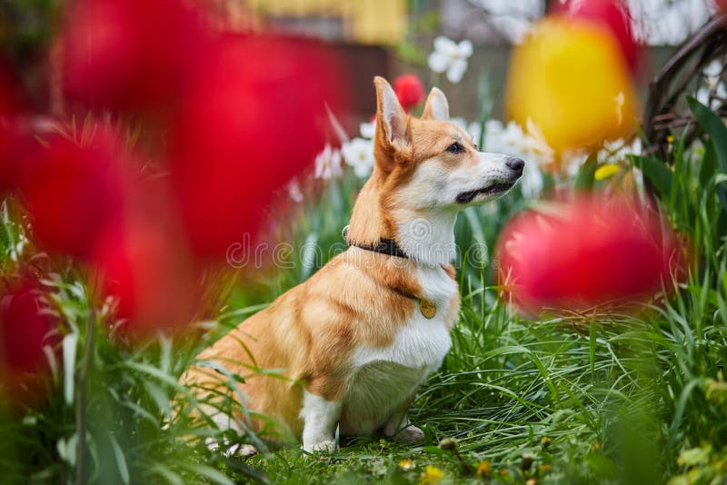 Welsh Corgi Pembroke in Spring Flowers Stock Image - Image of flower ...