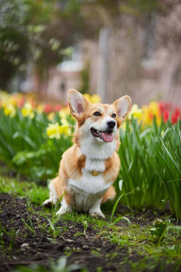 Welsh Corgi Pembroke in Spring Flowers Stock Image - Image of blooming ...