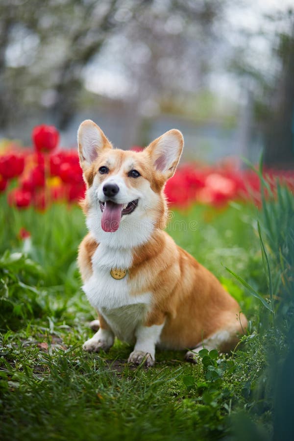 Welsh Corgi Pembroke in Spring Flowers Stock Photo - Image of grass ...