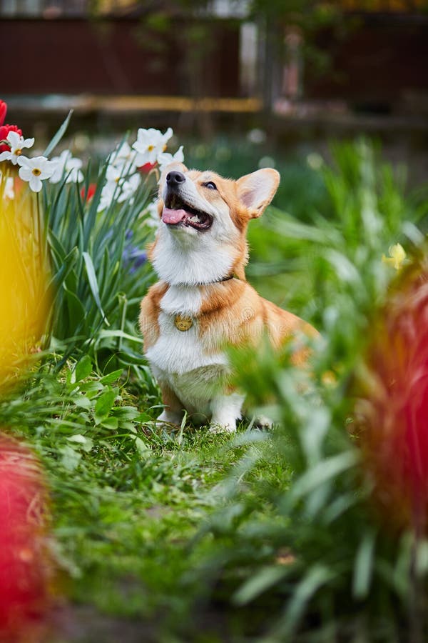 Welsh Corgi Pembroke in Spring Flowers Stock Photo - Image of park ...
