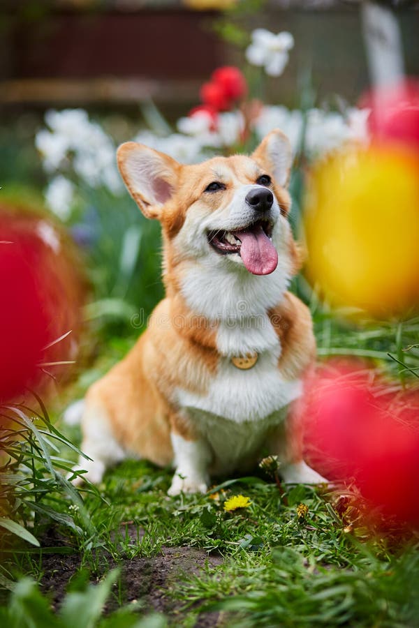 Welsh Corgi Pembroke in Spring Flowers Stock Photo - Image of flora ...